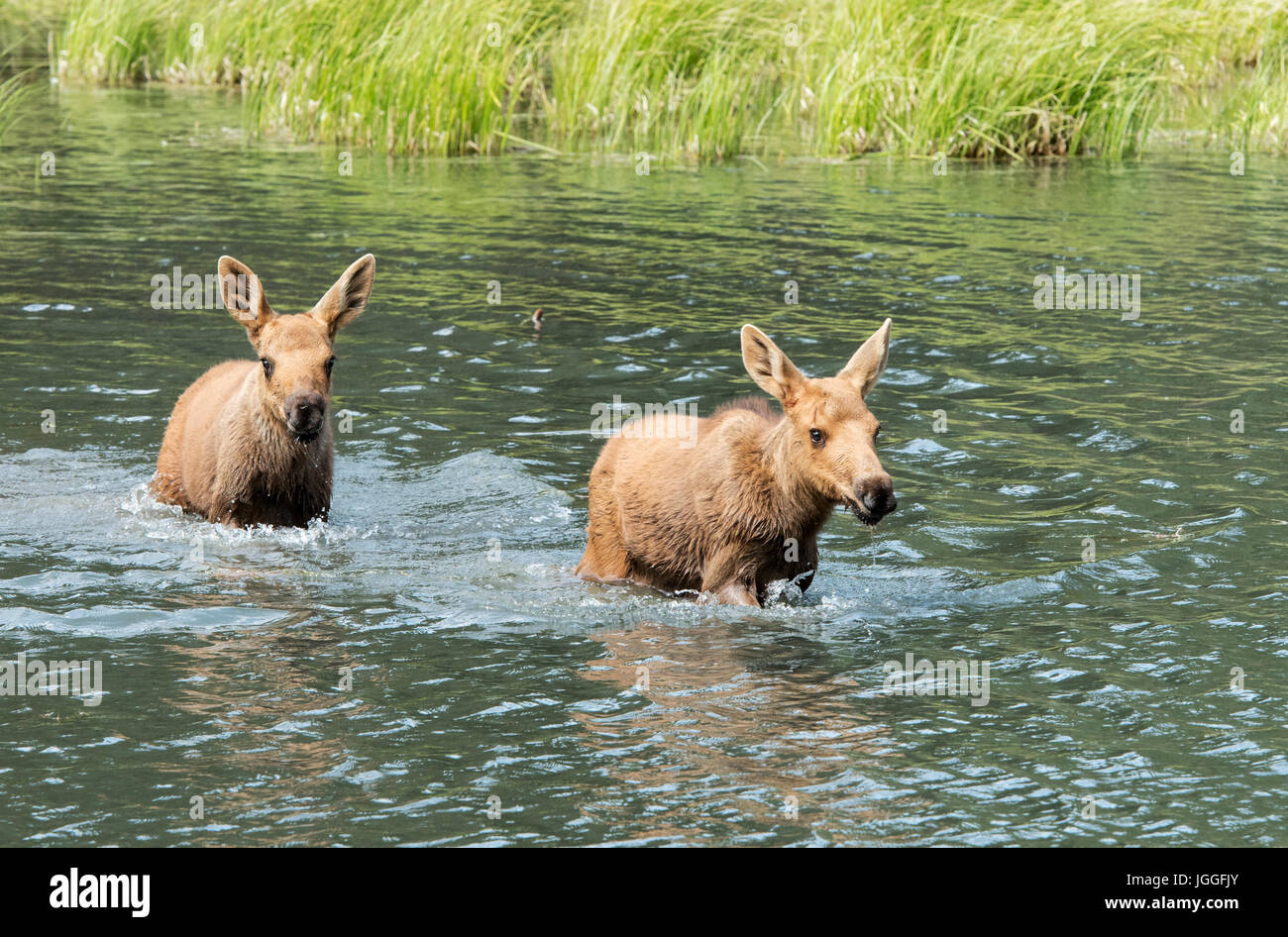 Moose swimming hi-res stock photography and images - Alamy