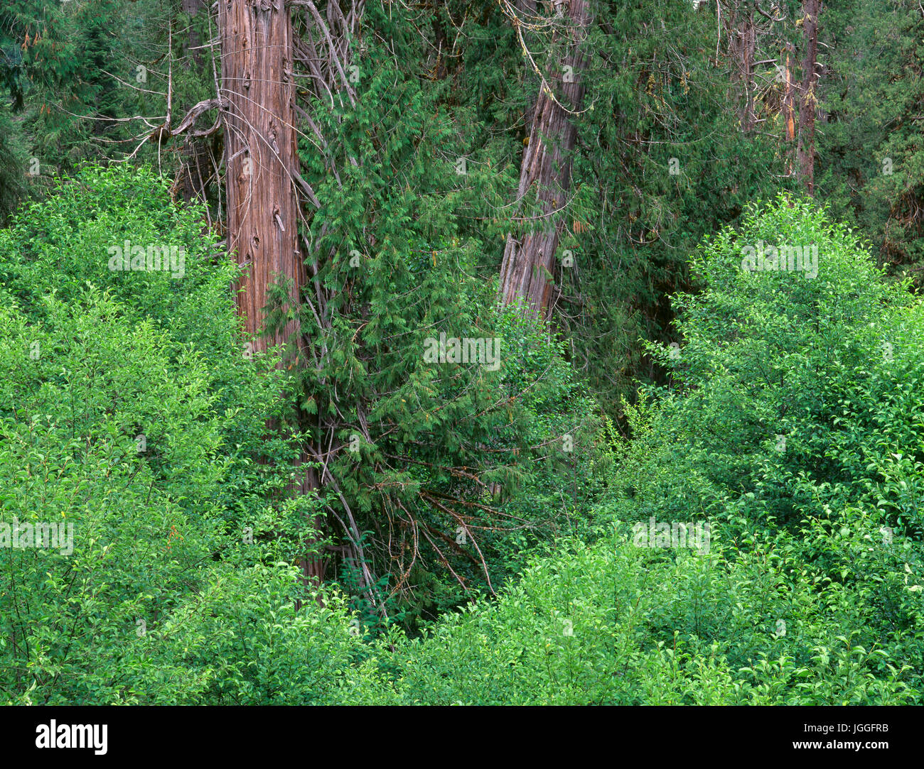USA, Oregon, Willamette National Forest, Middle Santiam Wilderness ...