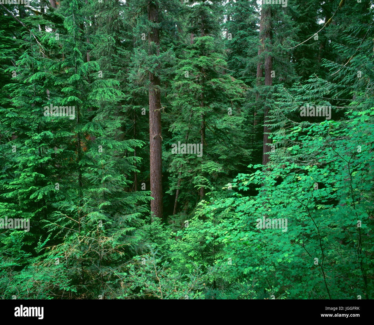 Western red cedar oregon hi-res stock photography and images - Alamy