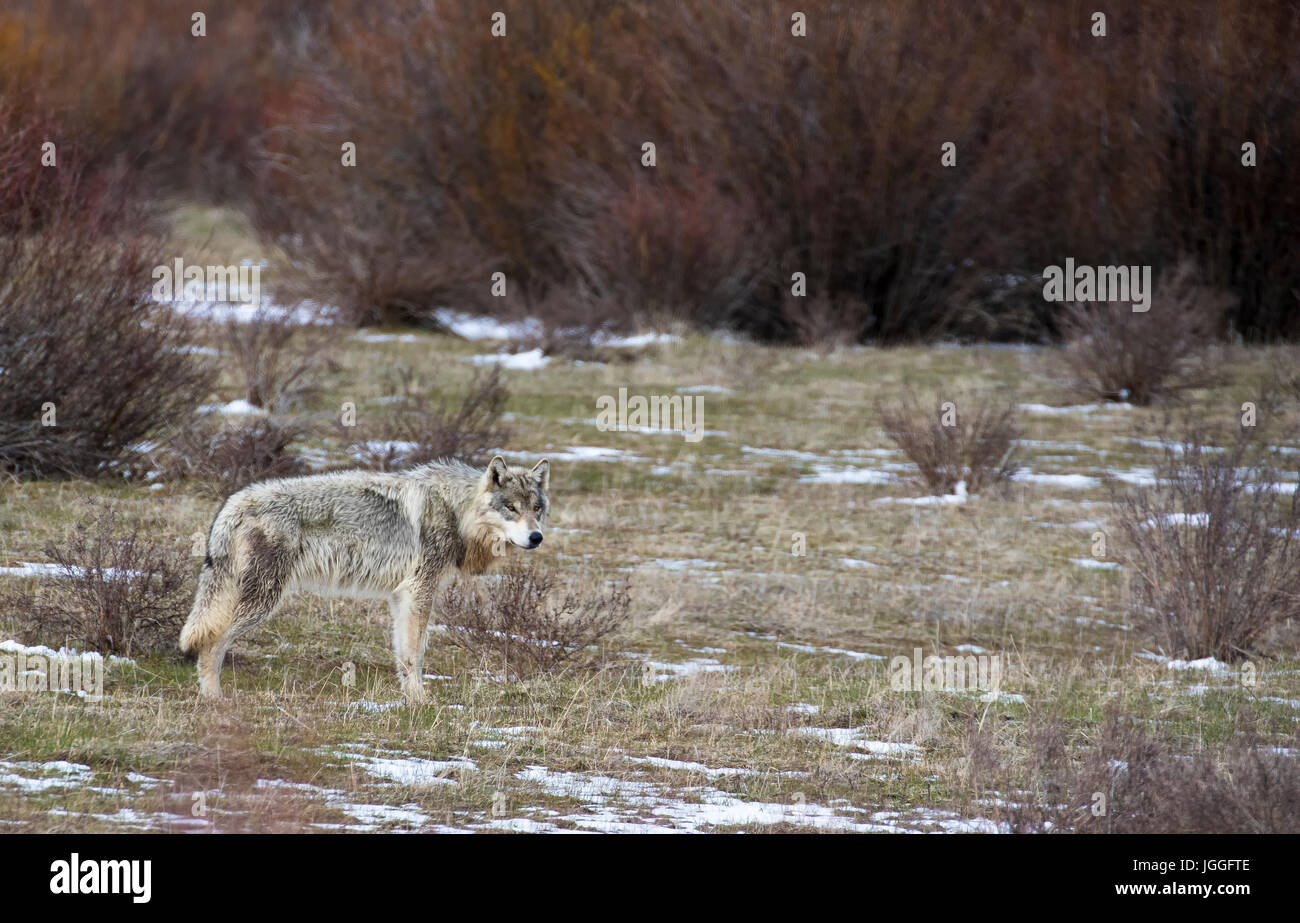 Grey wolf standing hi-res stock photography and images - Alamy