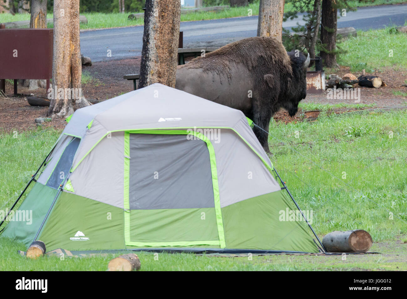 Camping danger bison yellowstone hi-res stock photography and images ...
