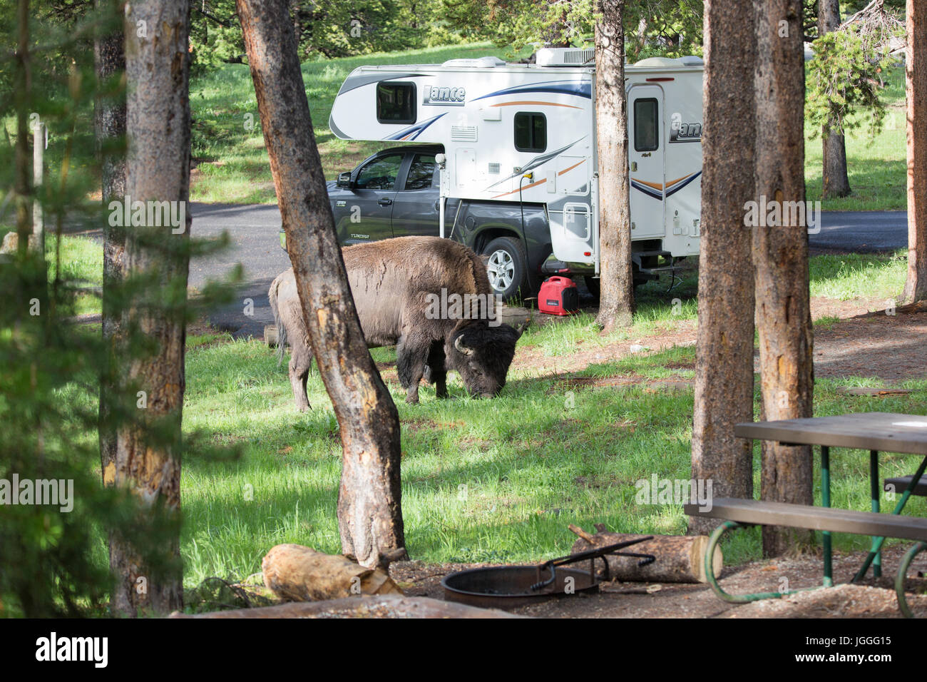 A bison is grazing on Norris Campground in Yellowstone National Park ...