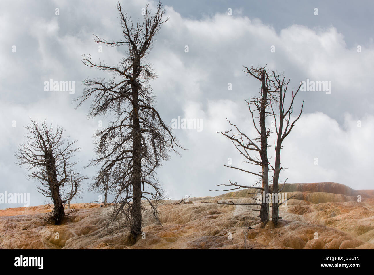 Dead trees growing on Palette Spring at Mammoth Hot Springs ...