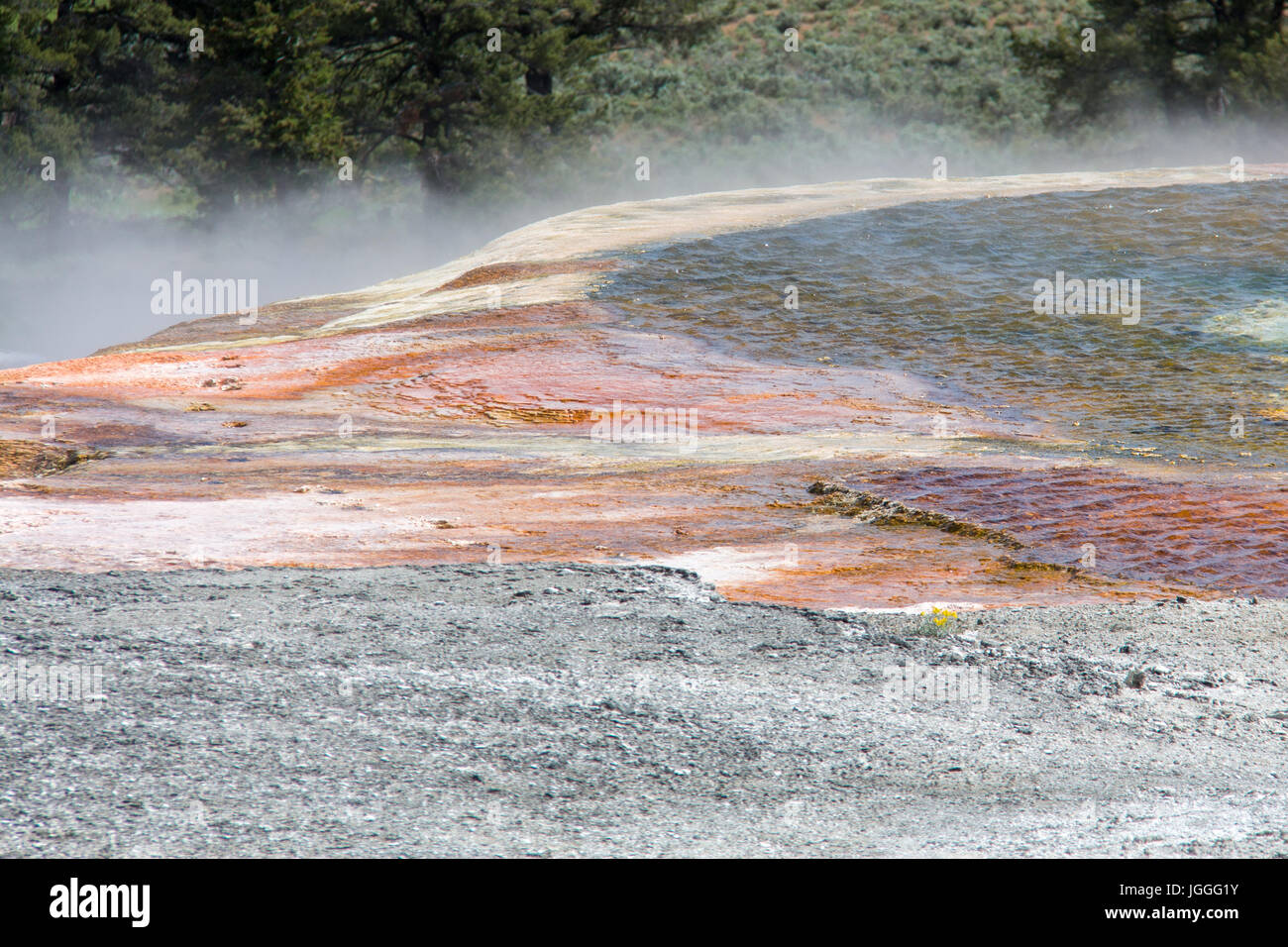 Detail of the top of Palette Spring, Mammoth Hot Springs, Yellowstone ...