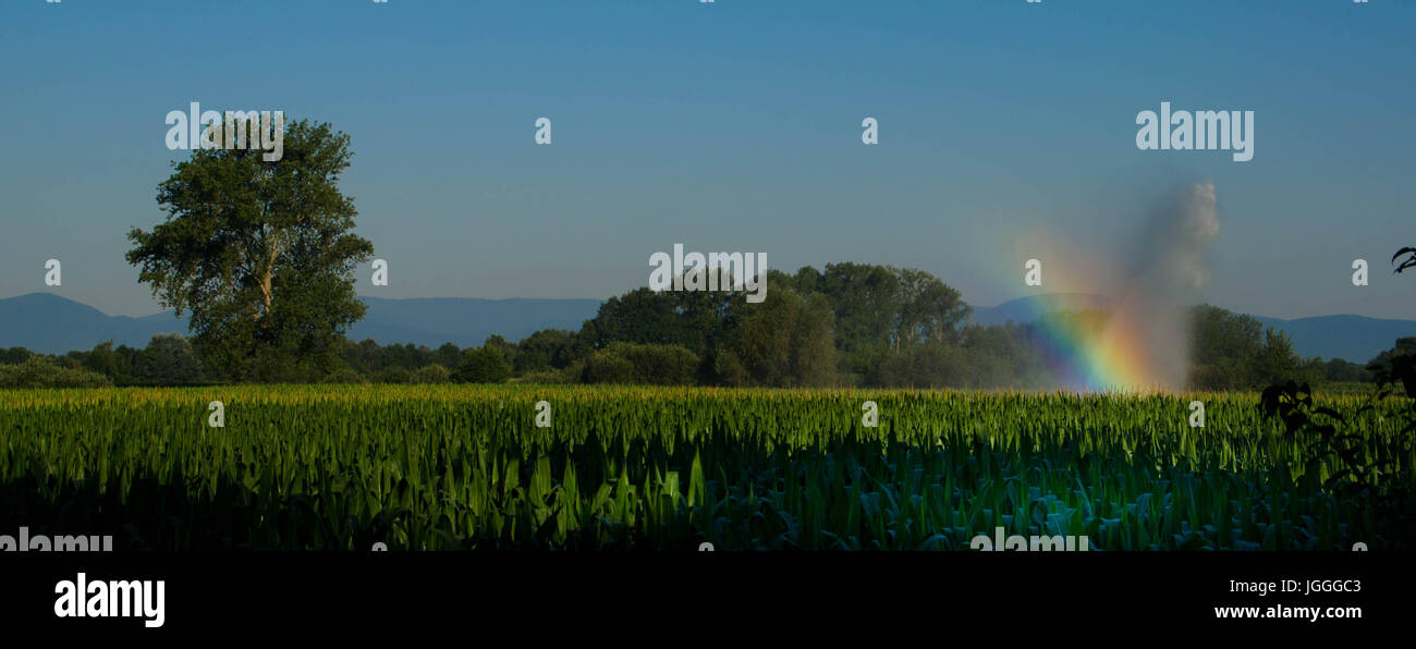 Rainbow on a cornfield in Alsace Stock Photo - Alamy