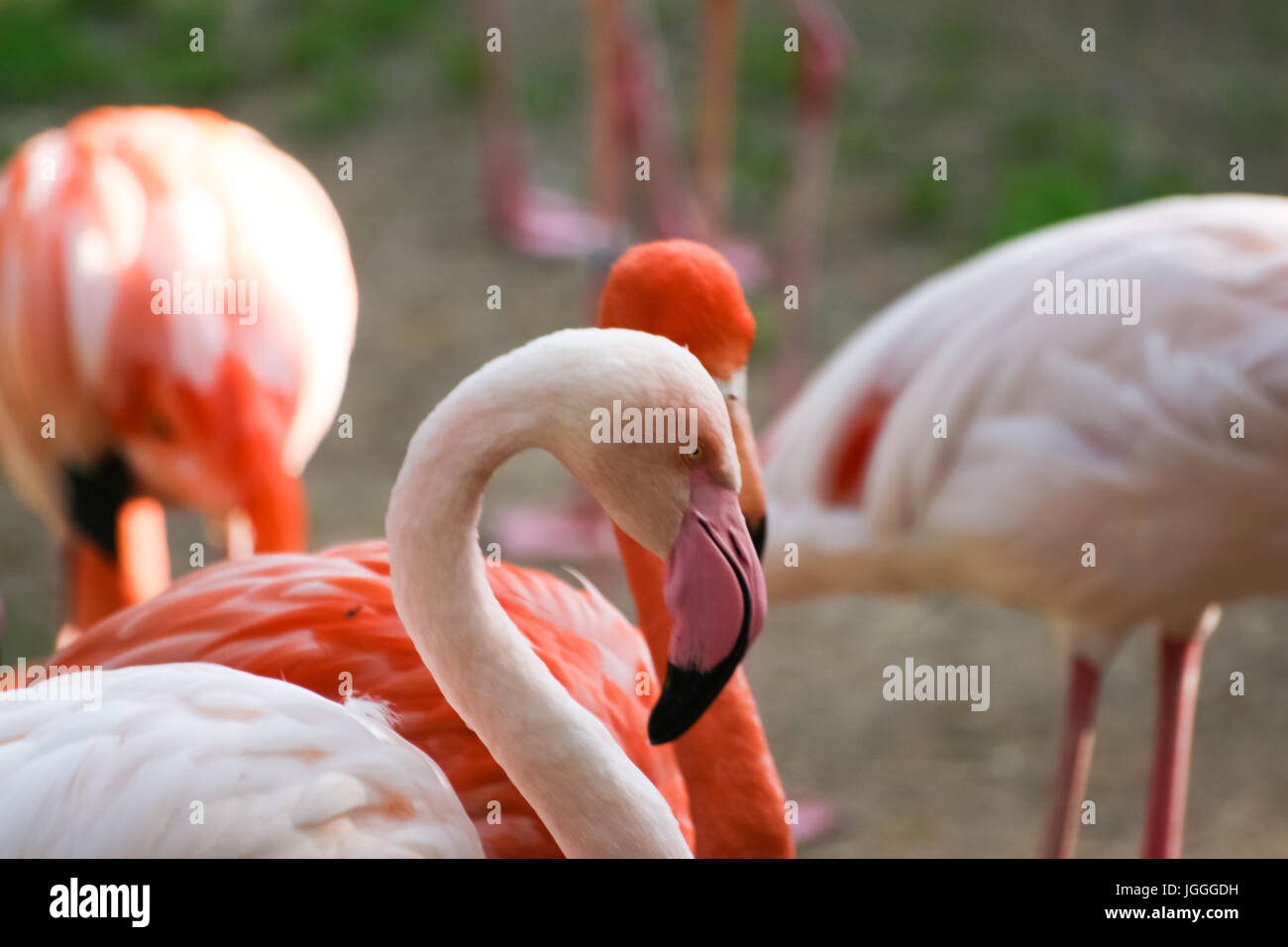 Beautiful pink flamingos in the zoo Stock Photo - Alamy