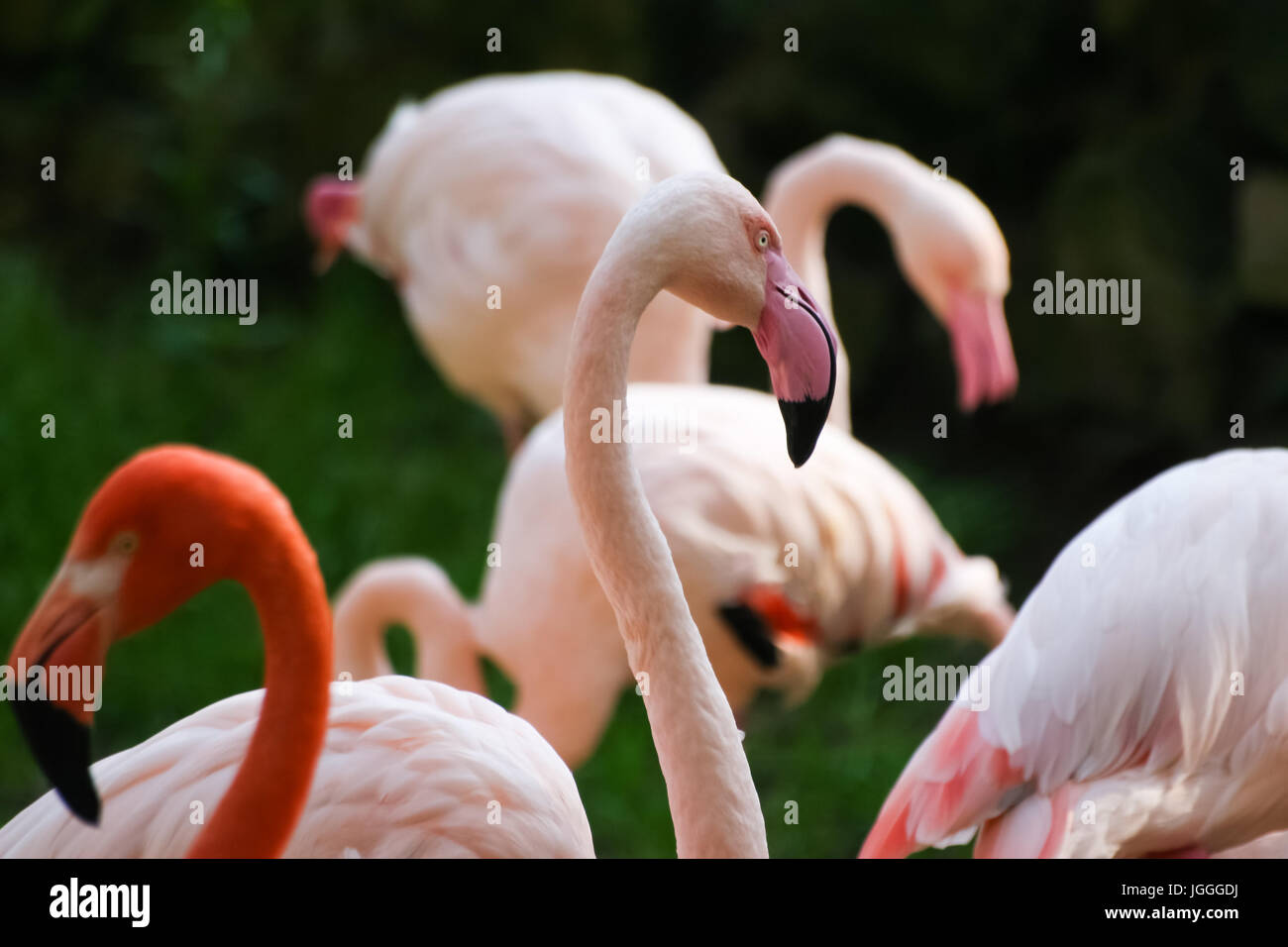 Beautiful pink flamingos in the zoo Stock Photo - Alamy