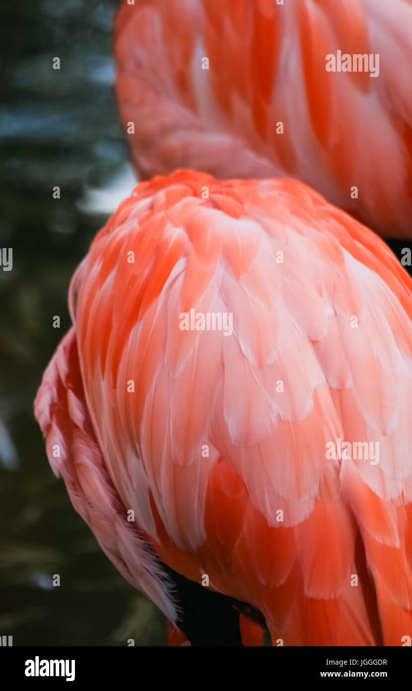 Beautiful pink flamingos in the zoo Stock Photo - Alamy