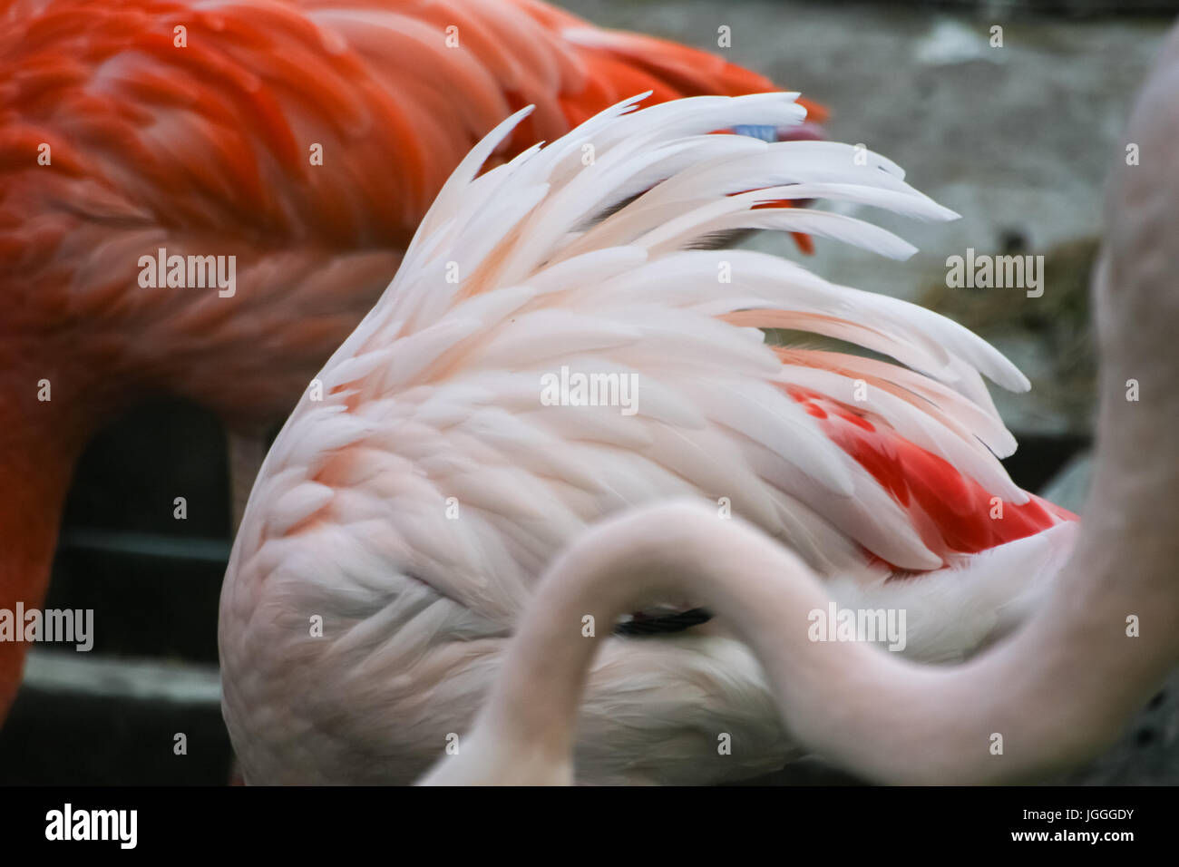 Beautiful pink flamingos in the zoo Stock Photo - Alamy