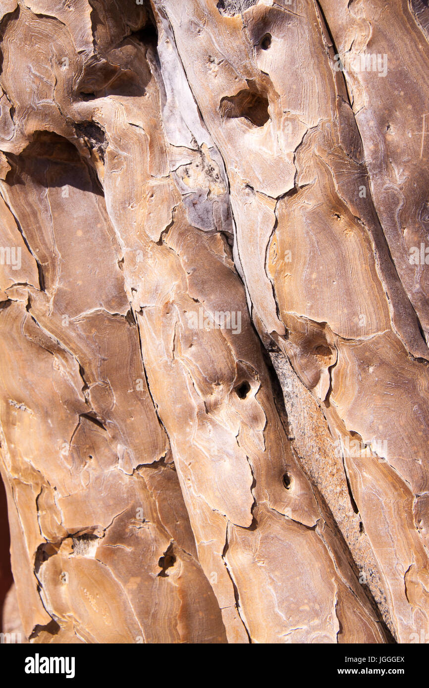 Texture of Bark of Quiver Tree Stock Photo - Alamy