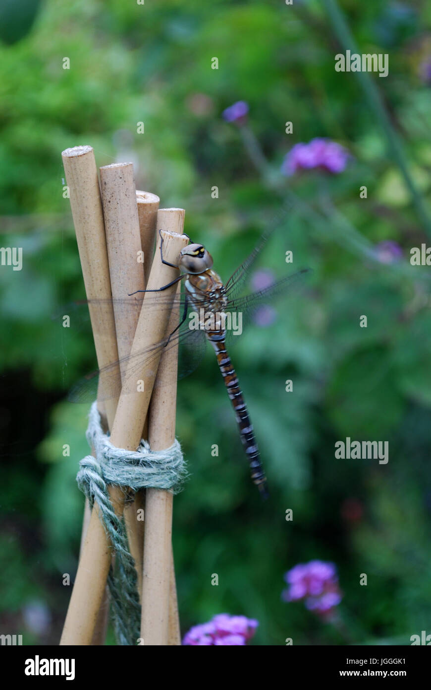Close-up of a dragonfly on top of a pea cane triangle in a garden Stock ...