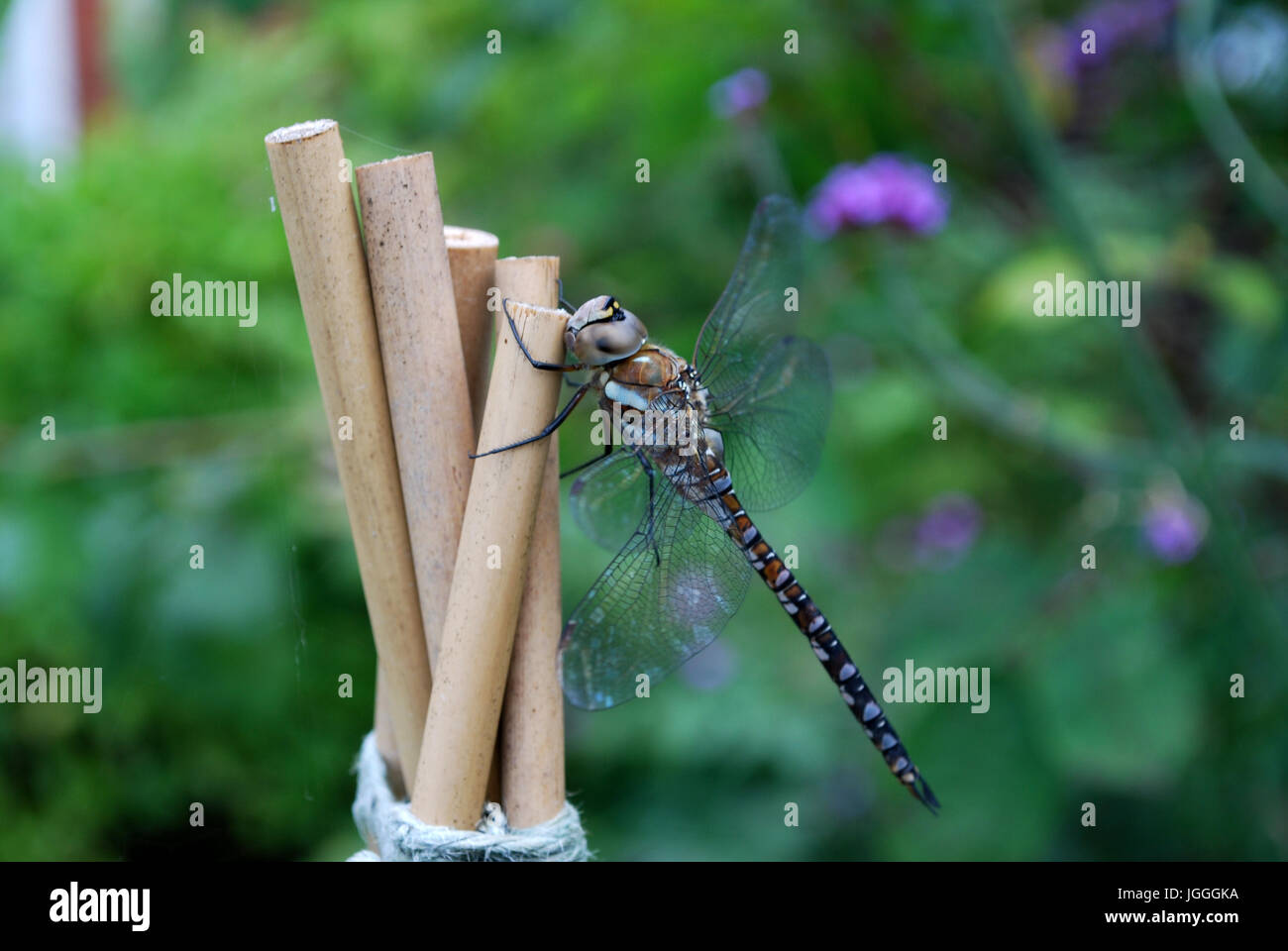 Close-up of a dragonfly on top of a pea cane triangle in a garden Stock ...