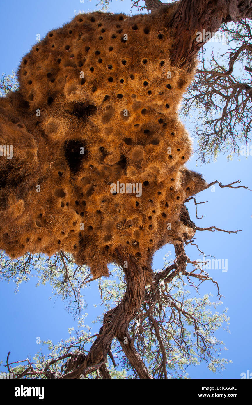 Giant Weaver Bird Nests in African Tree, Namibia Stock Photo - Alamy