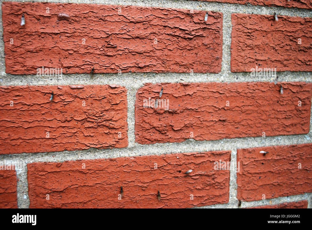 Winged ants crawling up a red brick wall Stock Photo - Alamy