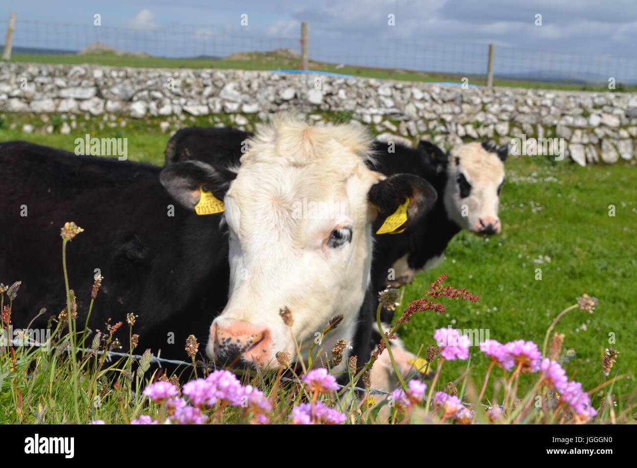 Cows in field with stone wall Stock Photo - Alamy