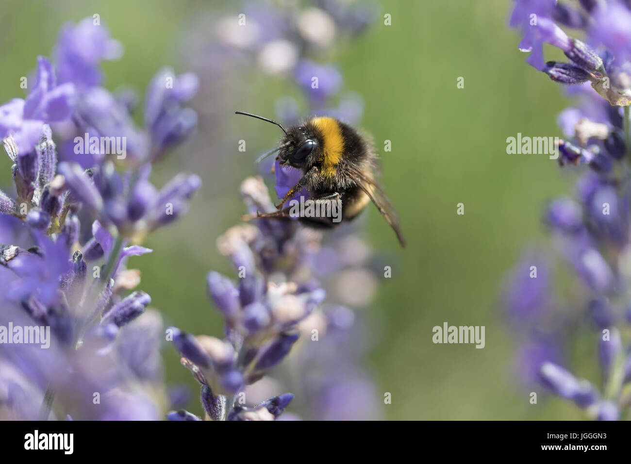 Closeup side view of the bumble bee on the lavender flower Stock Photo ...