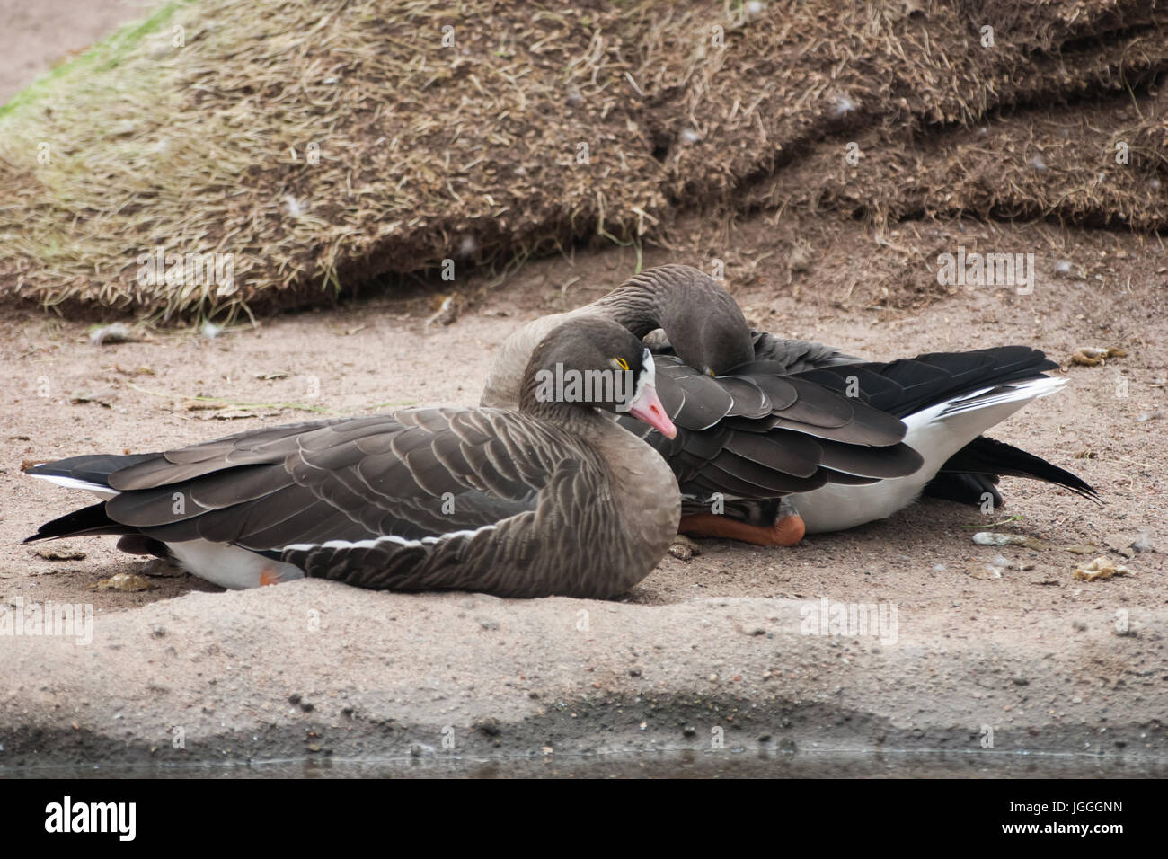 Beautiful geese in the park Stock Photo - Alamy