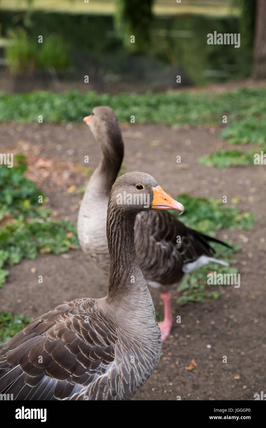 Beautiful geese in the park Stock Photo - Alamy
