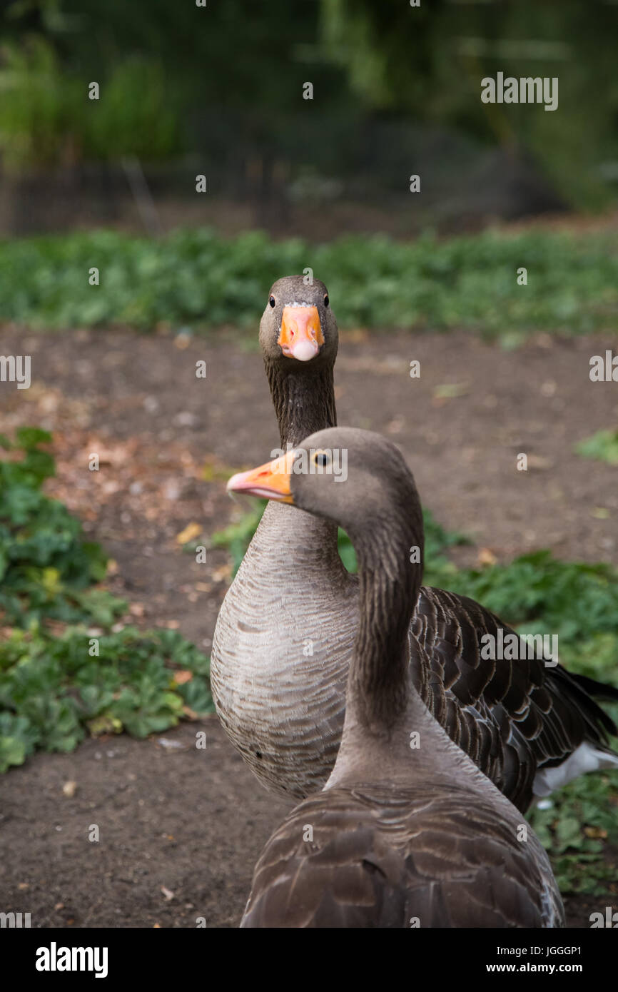 Beautiful geese in the park Stock Photo - Alamy