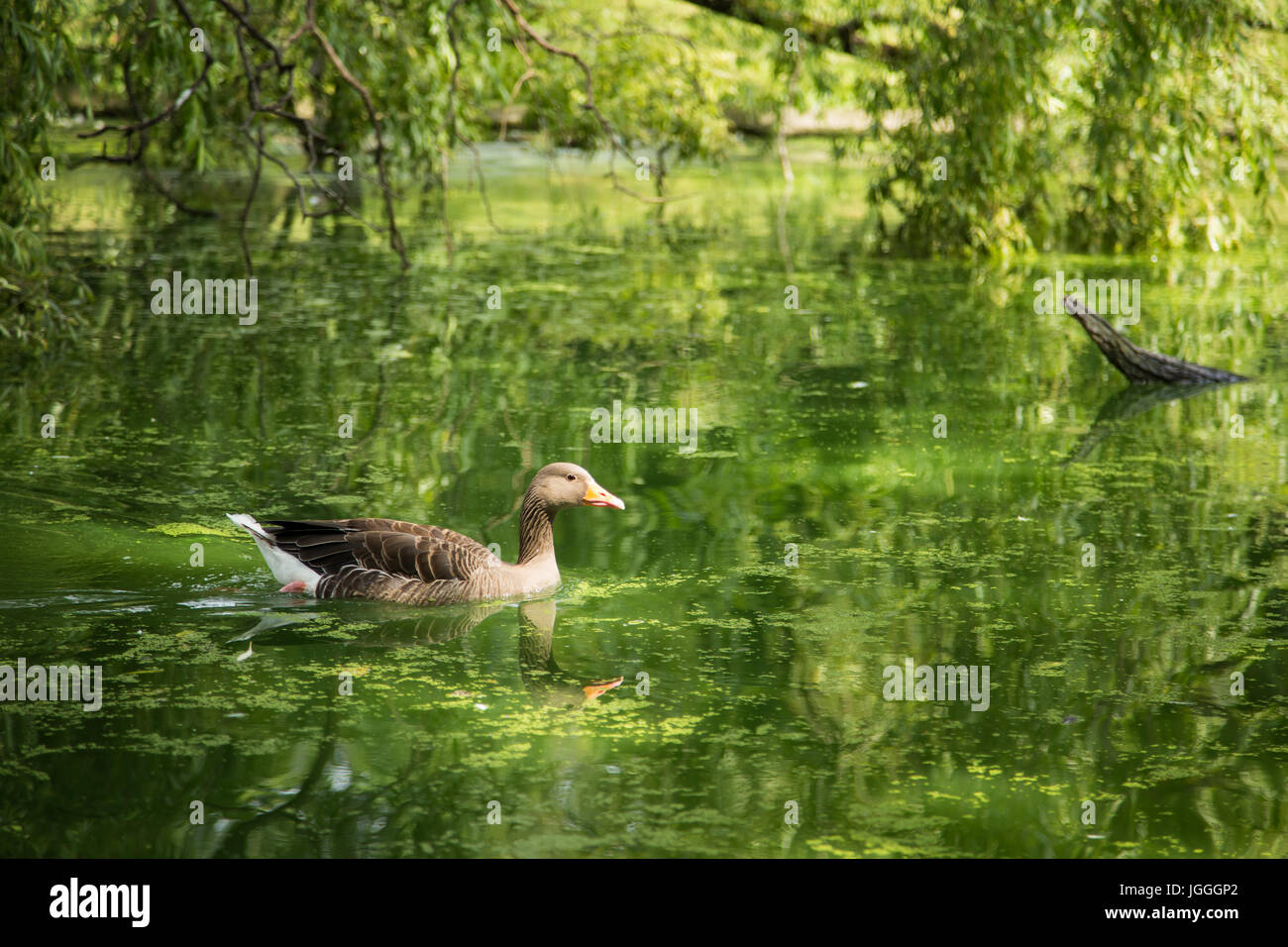 Beautiful geese in the park Stock Photo - Alamy