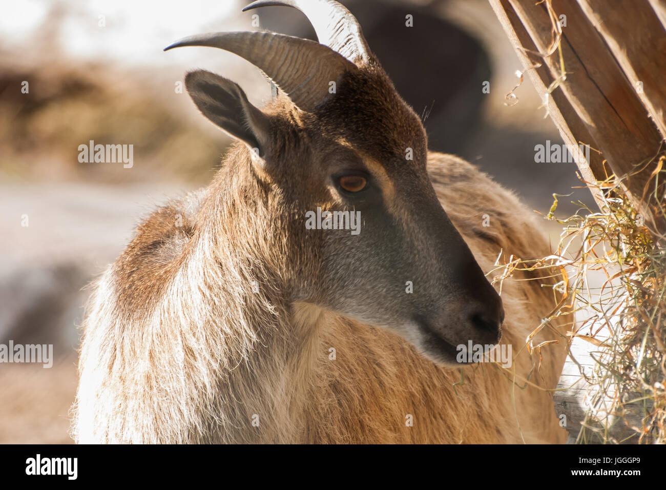 A beautiful portrait of a goat in the zoo Stock Photo - Alamy