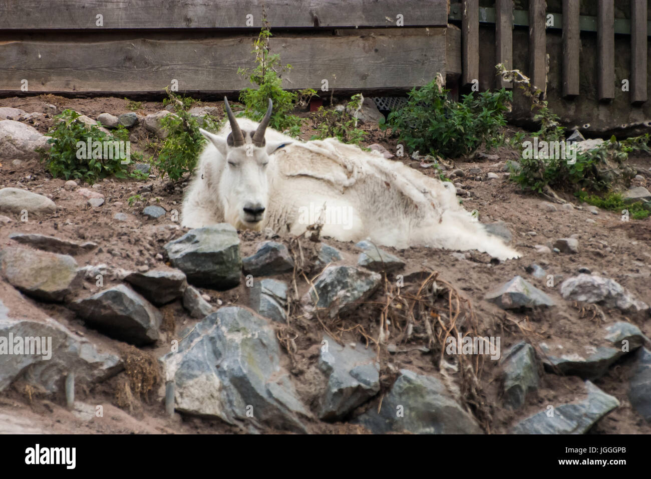 A beautiful portrait of a goat in the zoo Stock Photo - Alamy
