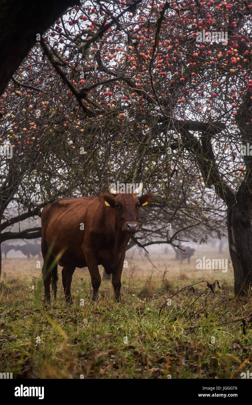 Empty grazing field hi-res stock photography and images - Alamy