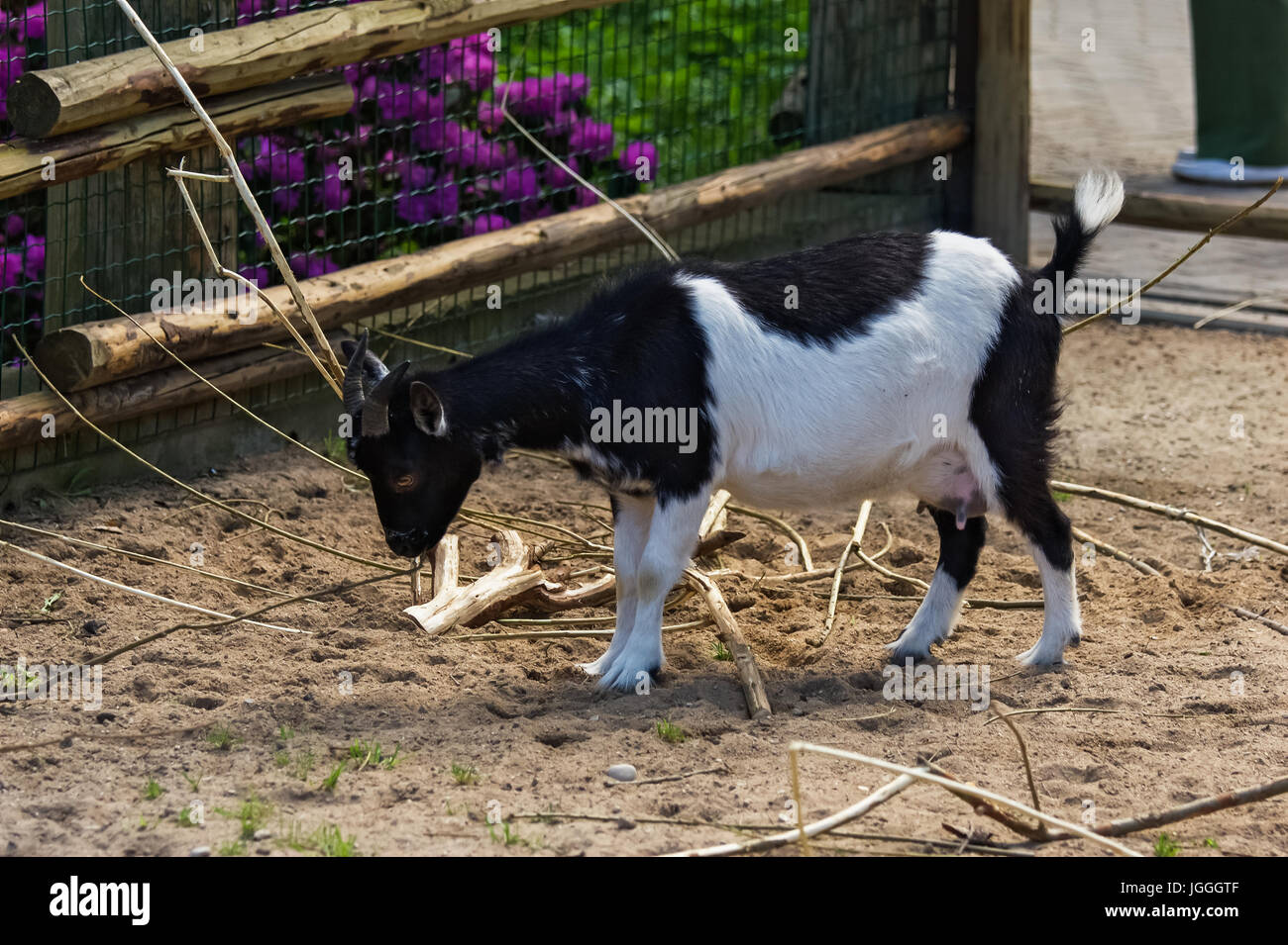 A beautiful portrait of a goat in the zoo Stock Photo - Alamy