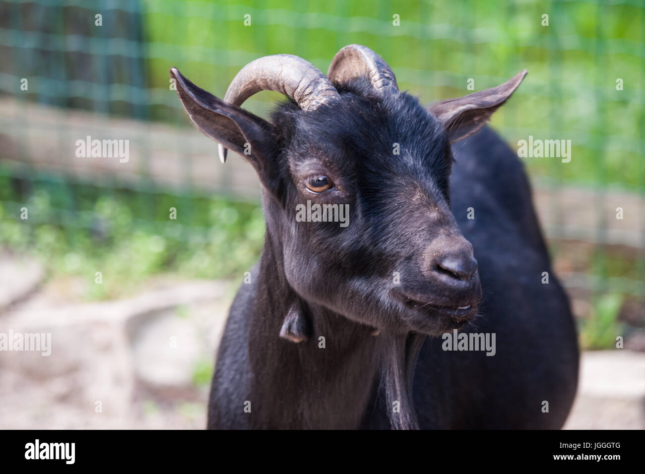 Goat in a zoo hi-res stock photography and images - Alamy