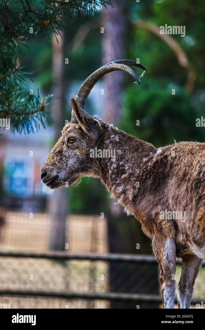 A beautiful portrait of a goat in the zoo Stock Photo - Alamy