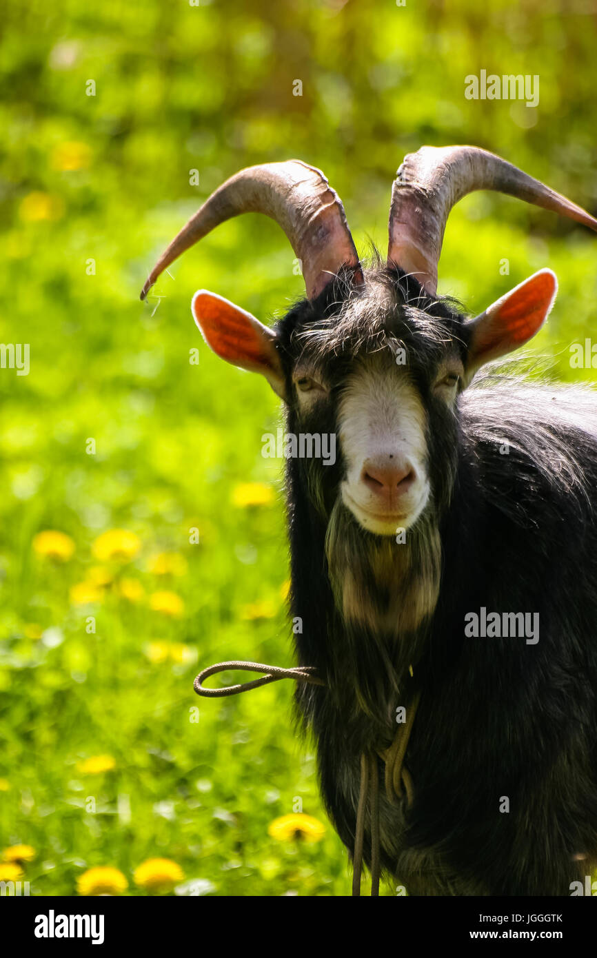 A beautiful portrait of a goat in the zoo Stock Photo - Alamy