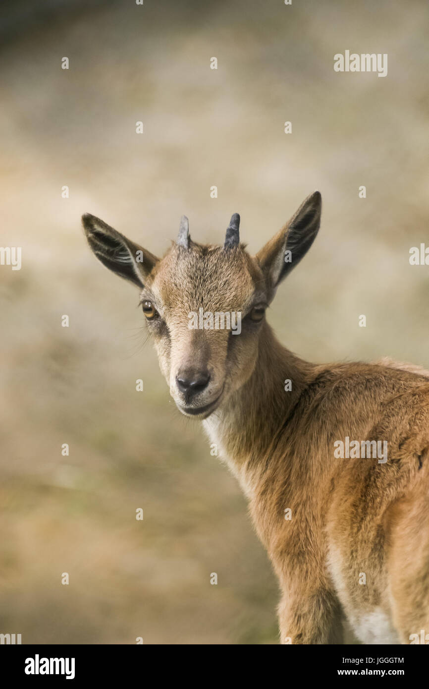 A beautiful portrait of a goat in the zoo Stock Photo - Alamy