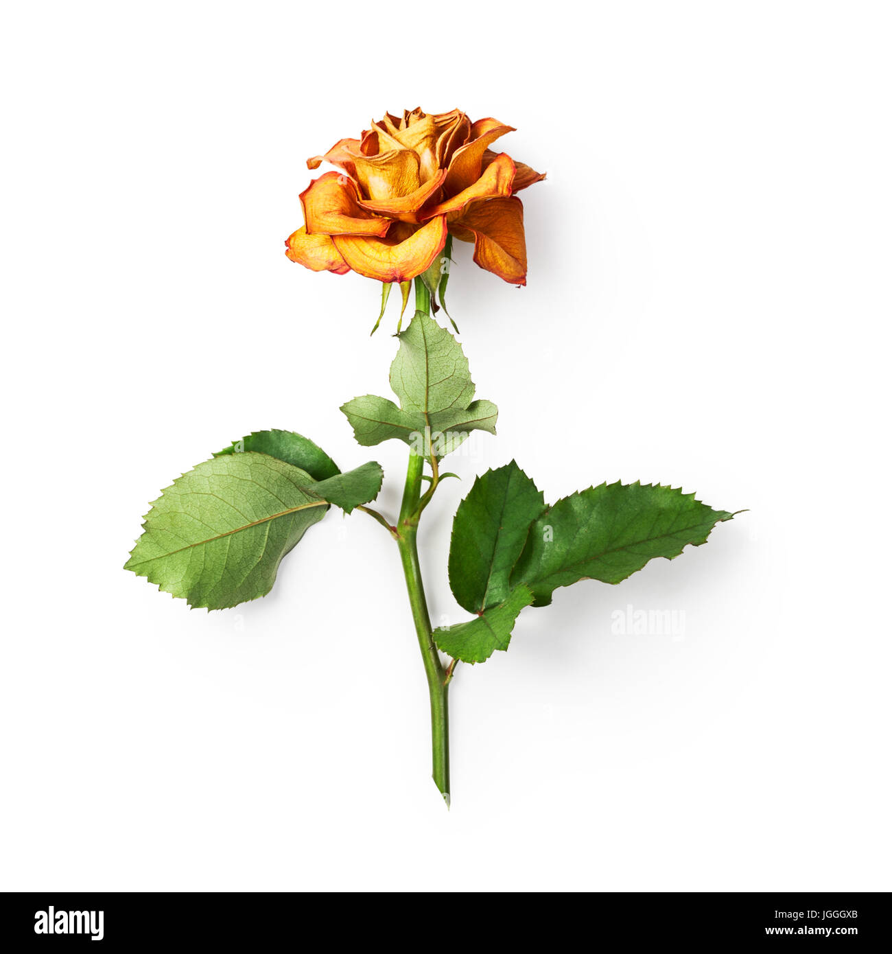 Dried rose flower with stem and leaves isolated on white background ...
