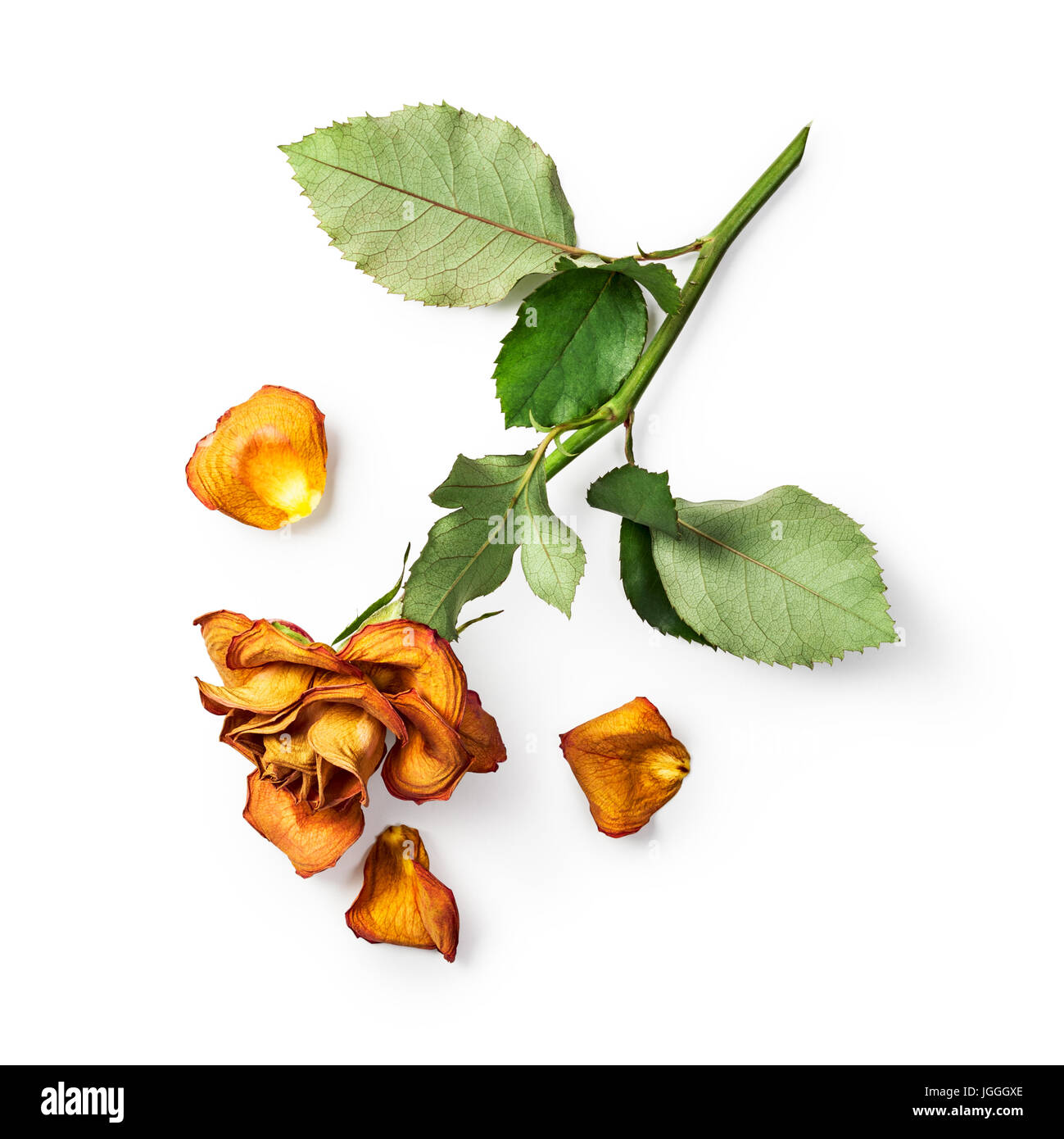 Dried rose flower with stem and leaves isolated on white background ...