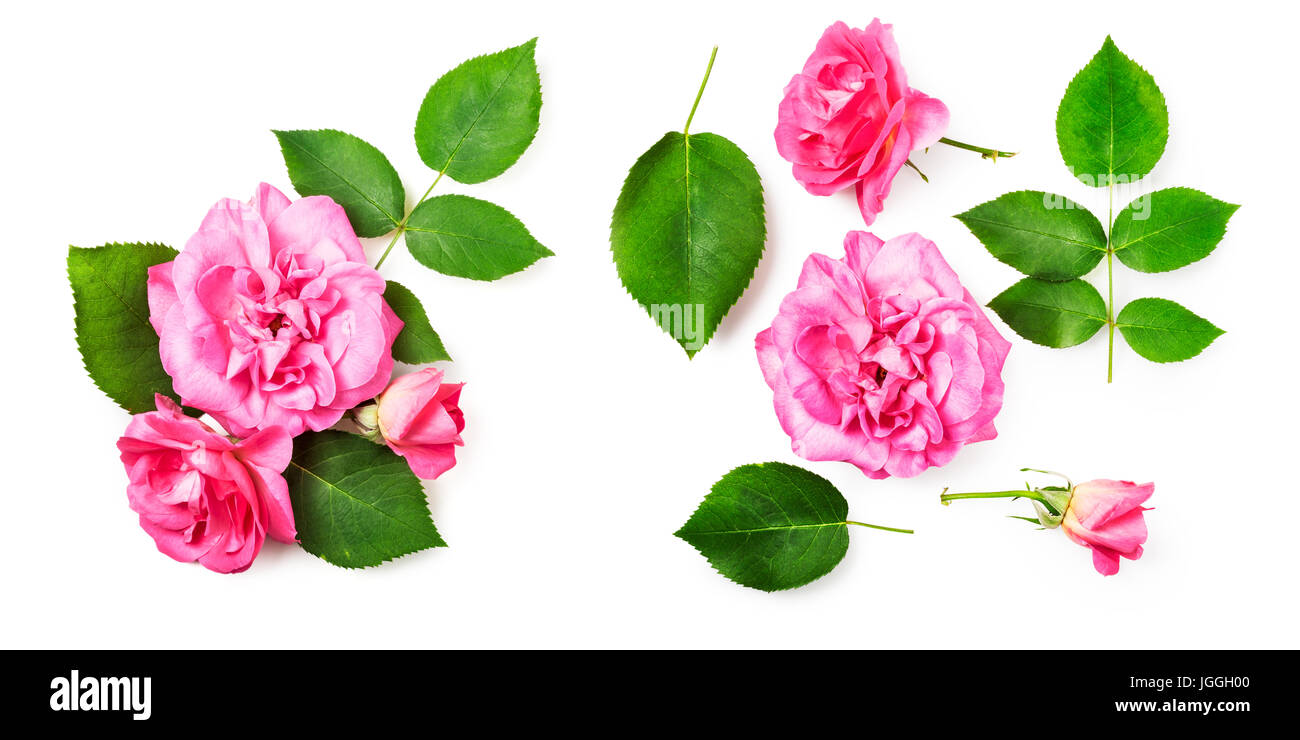 Pink rose flowers composition and bouquet isolated on white background ...