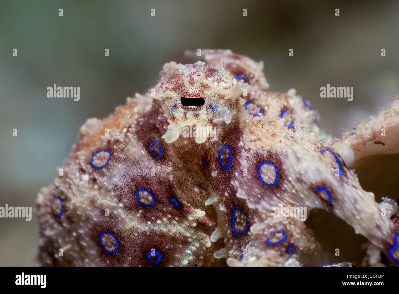 Octopus beak hi-res stock photography and images - Alamy