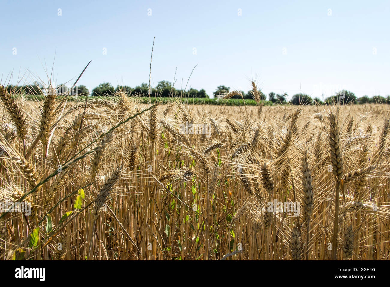Wheat growing in the field Stock Photo - Alamy