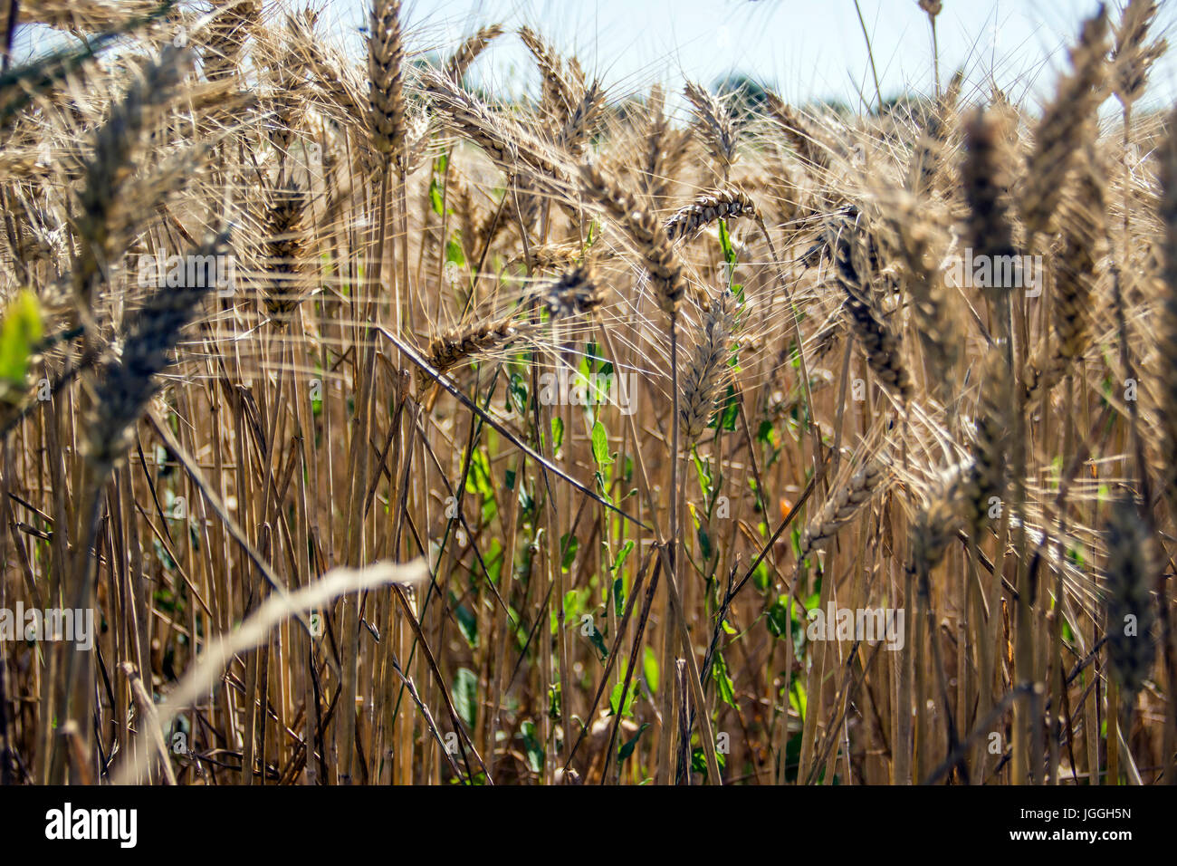 Wheat growing in the field Stock Photo - Alamy
