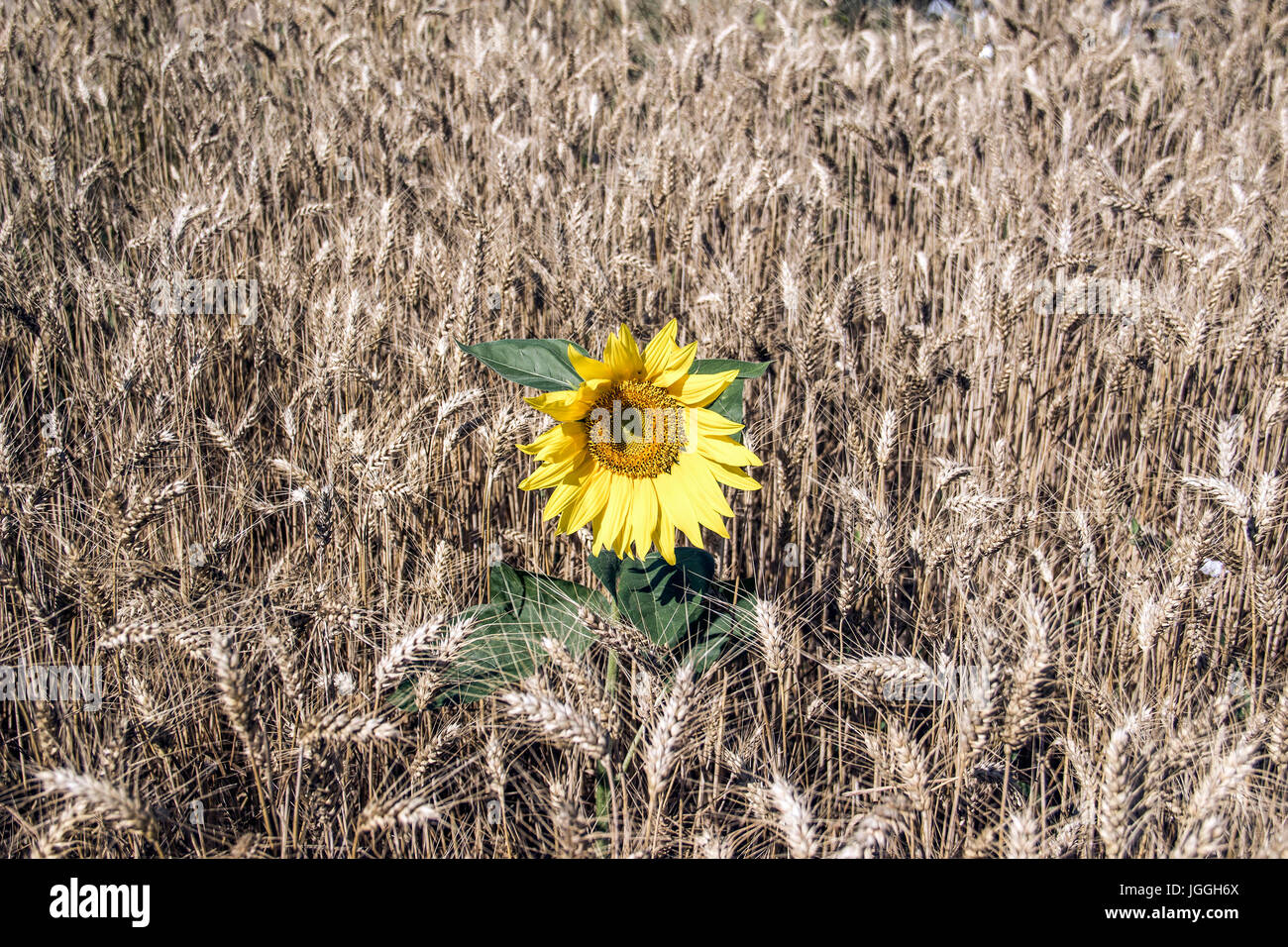 Single sunflower growing in a wheat field Stock Photo - Alamy