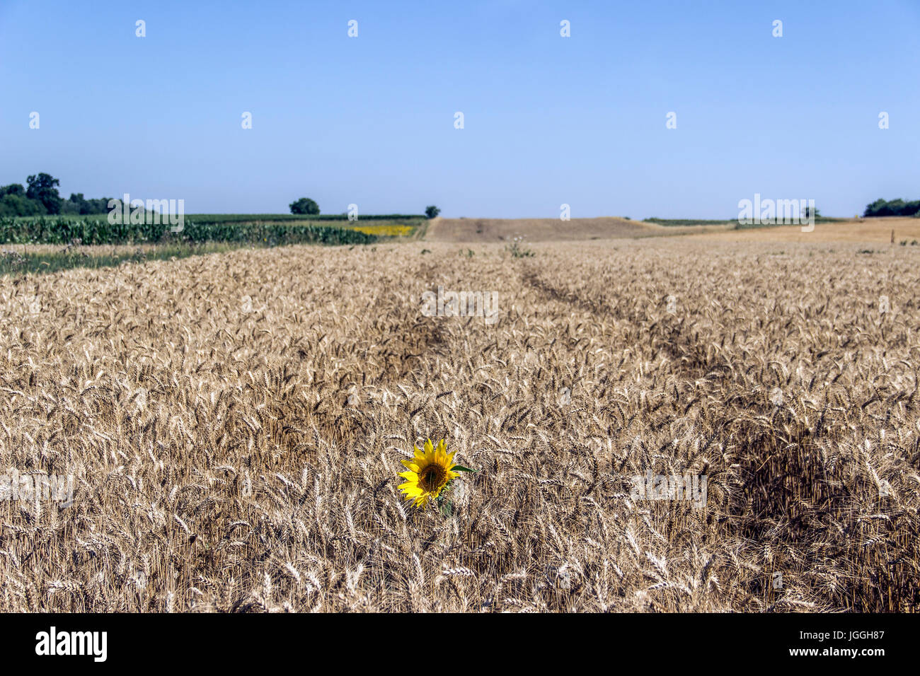 Single sunflower growing in a wheat field Stock Photo - Alamy