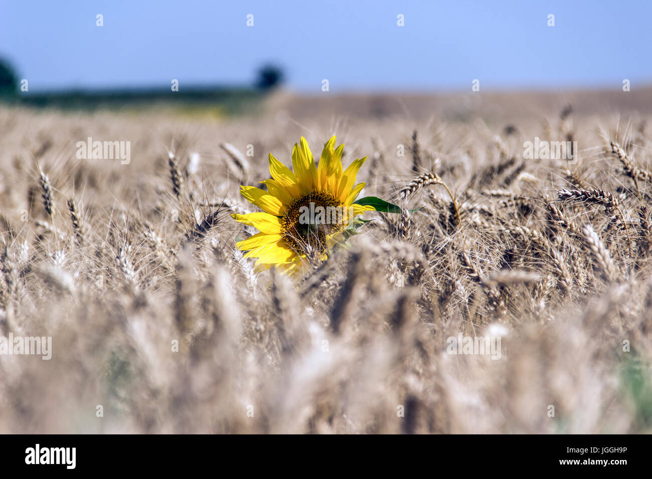 Single sunflower growing in a wheat field Stock Photo - Alamy
