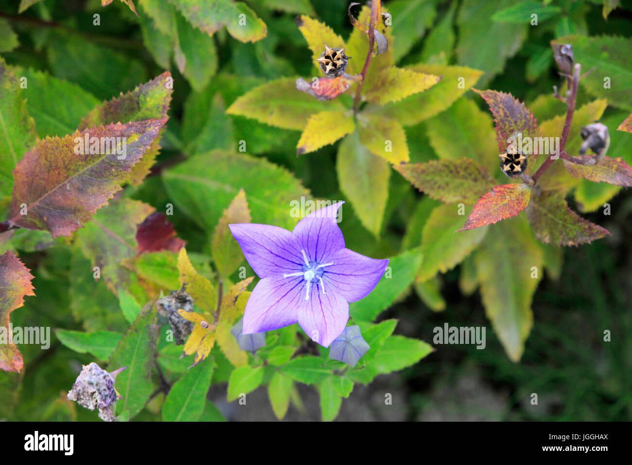 Japanese bellflower in a Garden in Ouchi-juku Shimogo Fukushima Japan ...