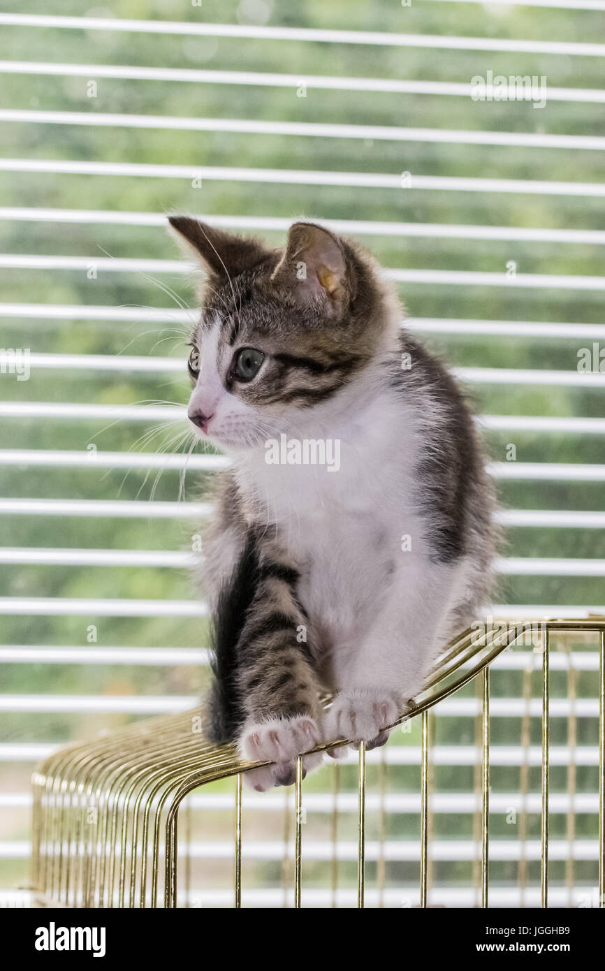 Domestic cat bird cage hi-res stock photography and images - Alamy