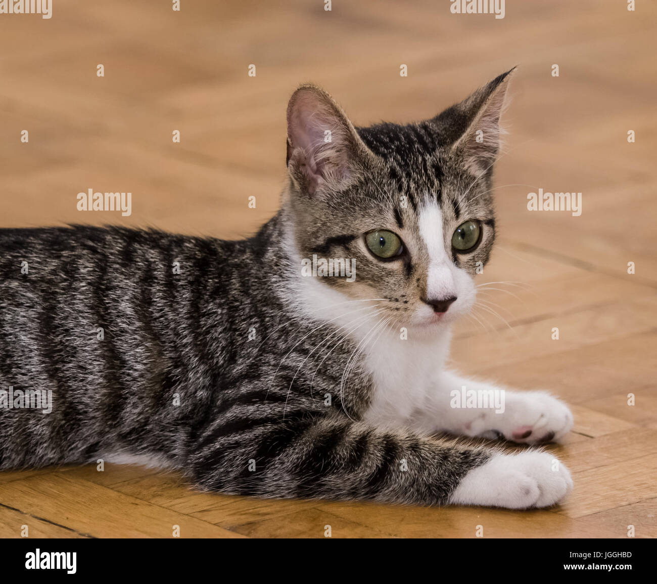 A beautiful portrait of a tabby kitten Stock Photo - Alamy
