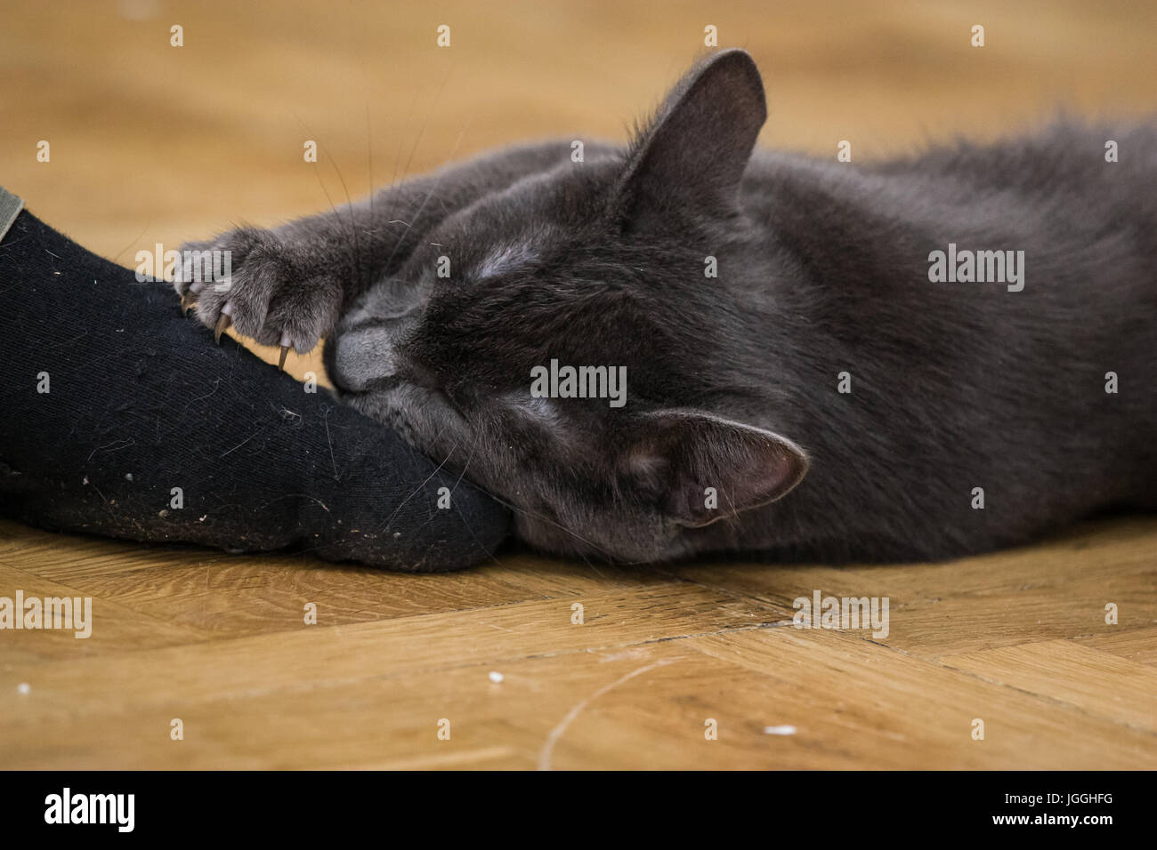A beautiful Russian blue cat playing Stock Photo - Alamy