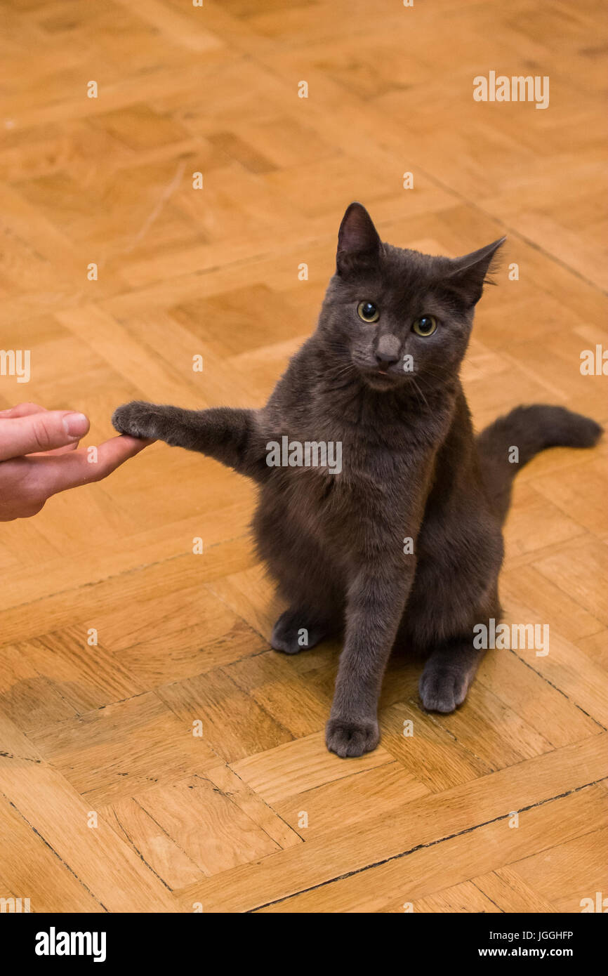 A beautiful Russian blue cat playing Stock Photo - Alamy