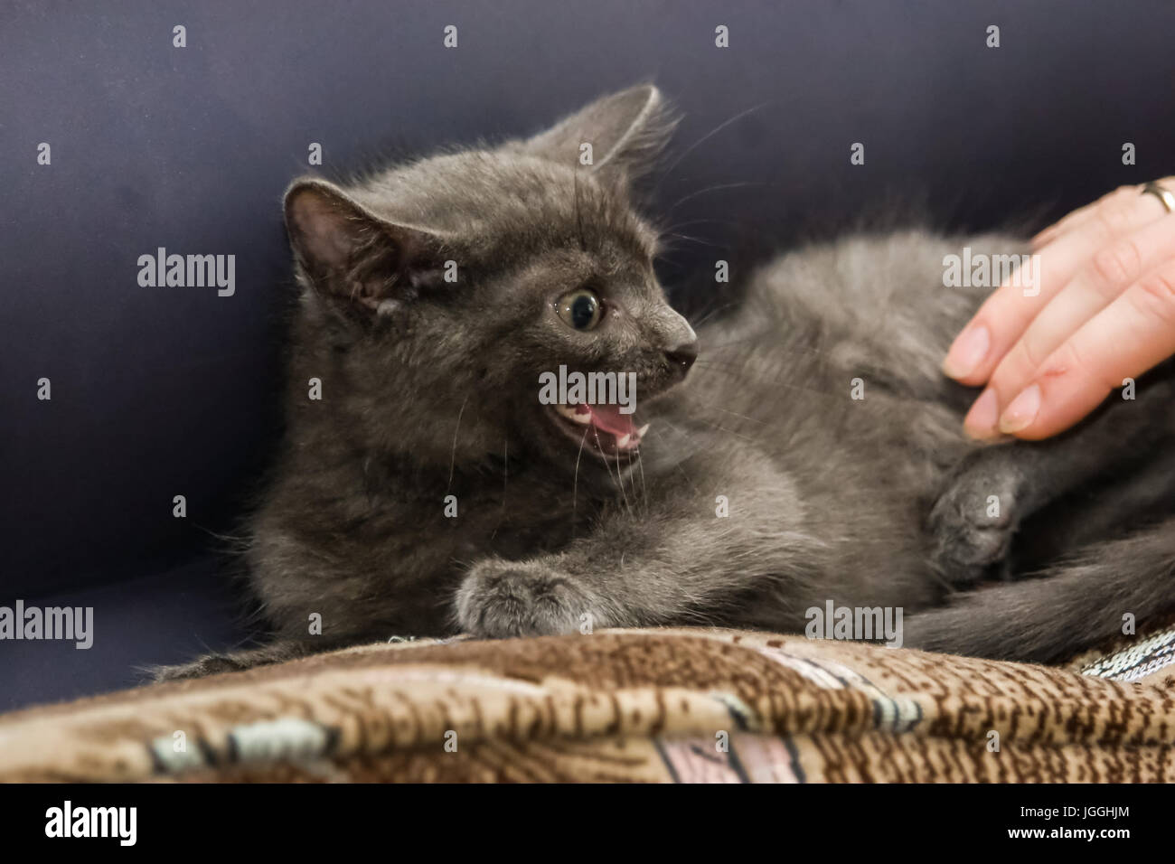 A beautiful Russian blue kitten meowing Stock Photo - Alamy
