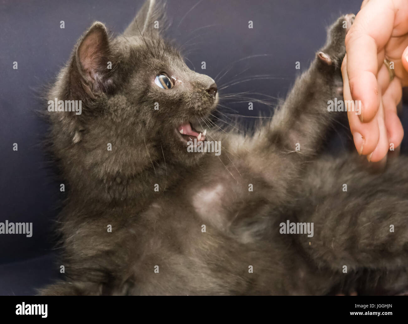 A beautiful Russian blue kitten meowing Stock Photo - Alamy