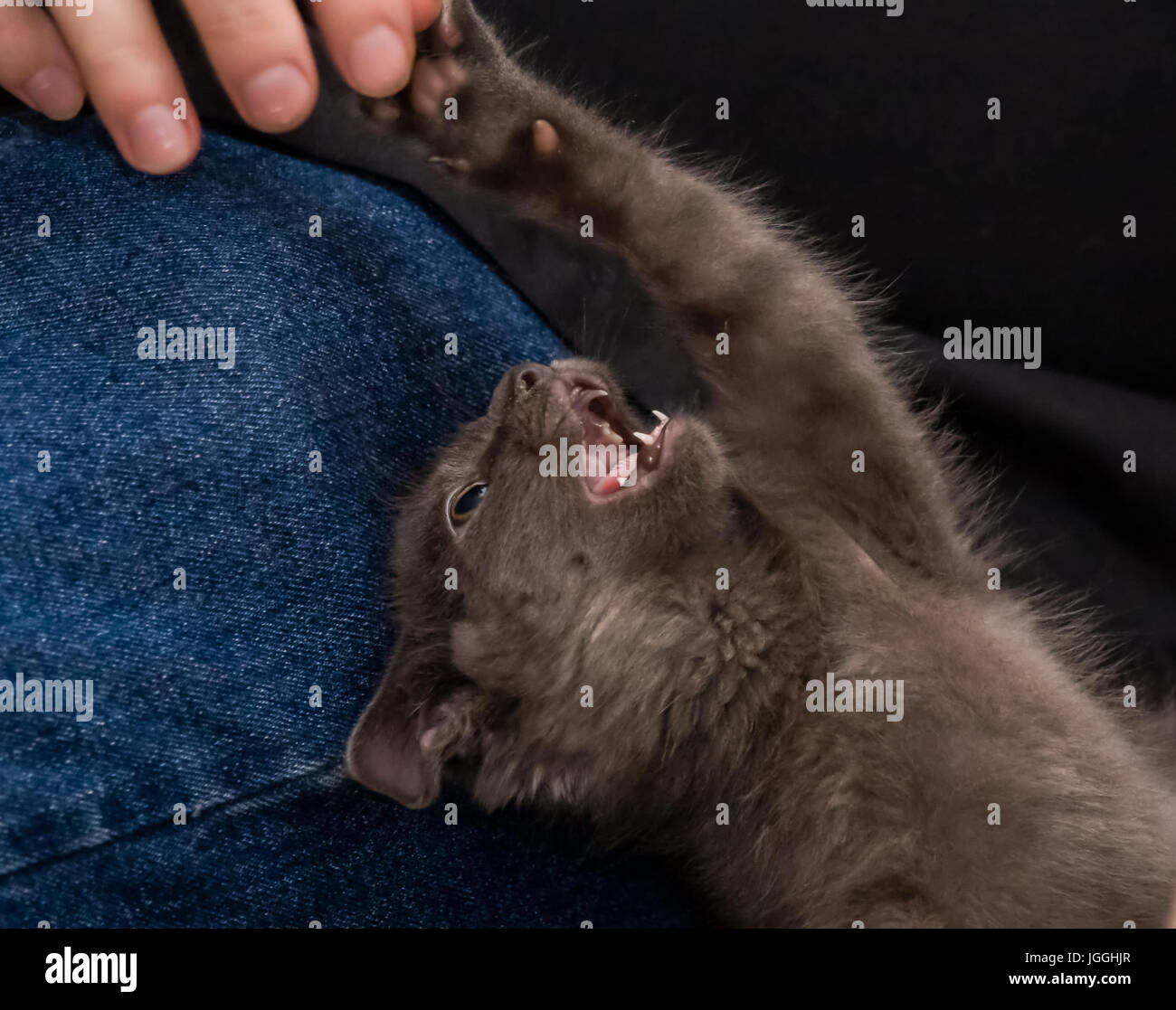 A beautiful Russian blue kitten meowing Stock Photo - Alamy
