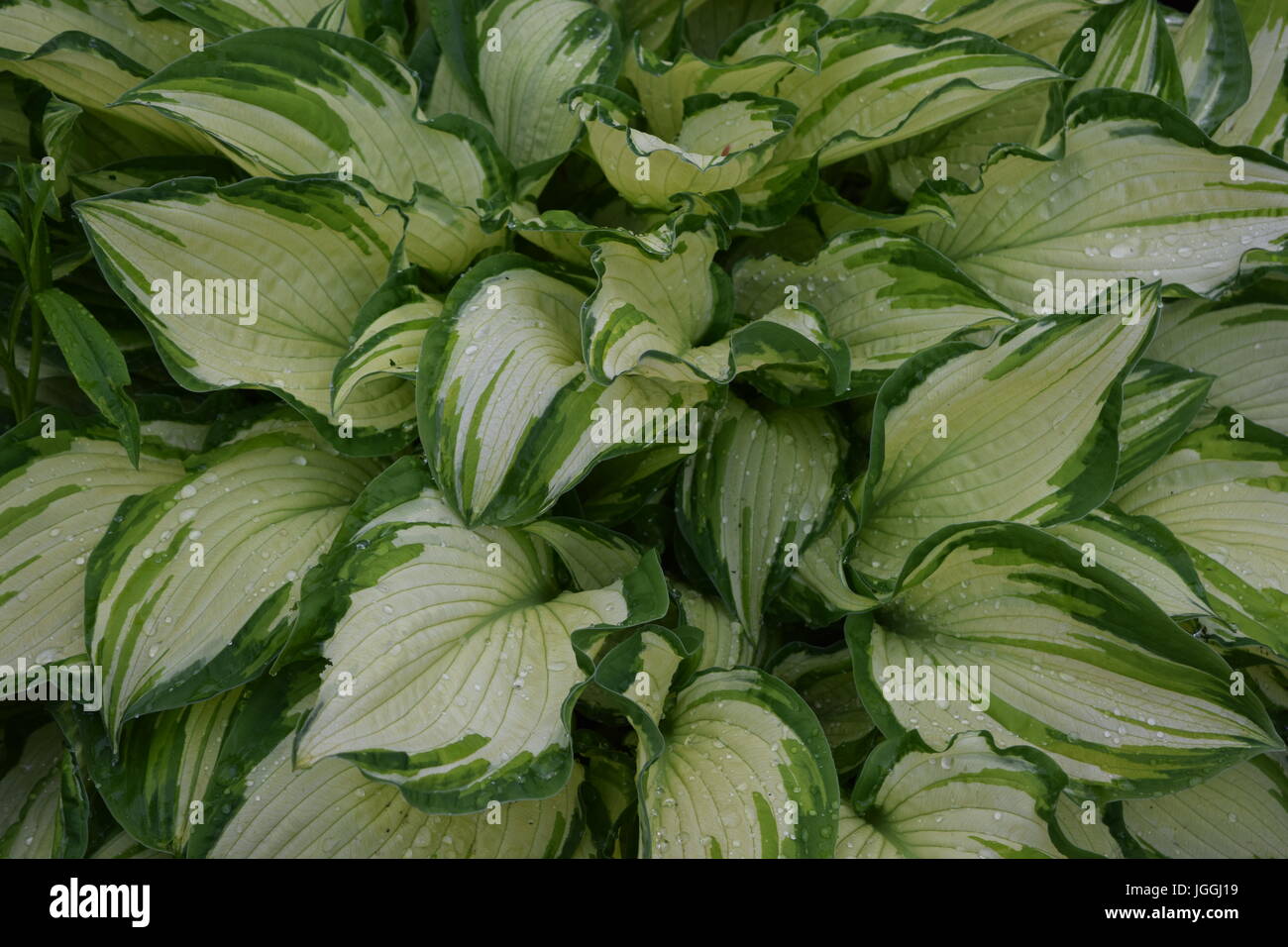 Hosta, cream and green Stock Photo - Alamy